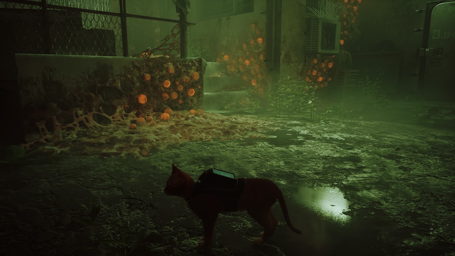 Delightful Adventure, Compelling Story, Scratch Some Rugs In Stray ...